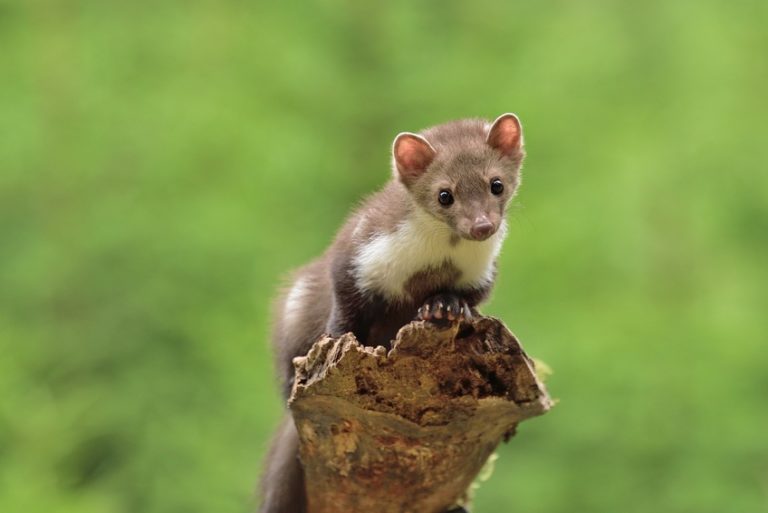 La fouine, le mustélidé le plus piégé de France - Animal Cross