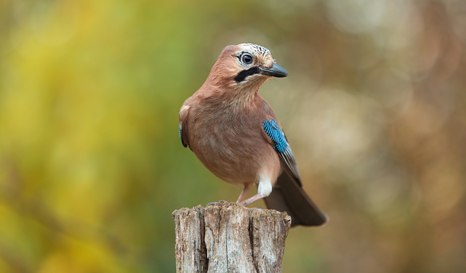 Les ESOD - 2024 - Animal Cross