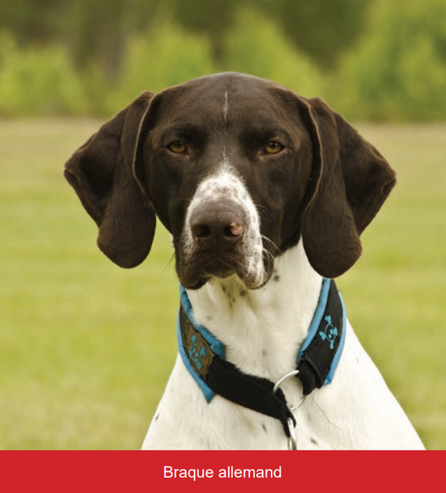 Des races crées, des chiens dénaturés pour chasser - Animal Cross